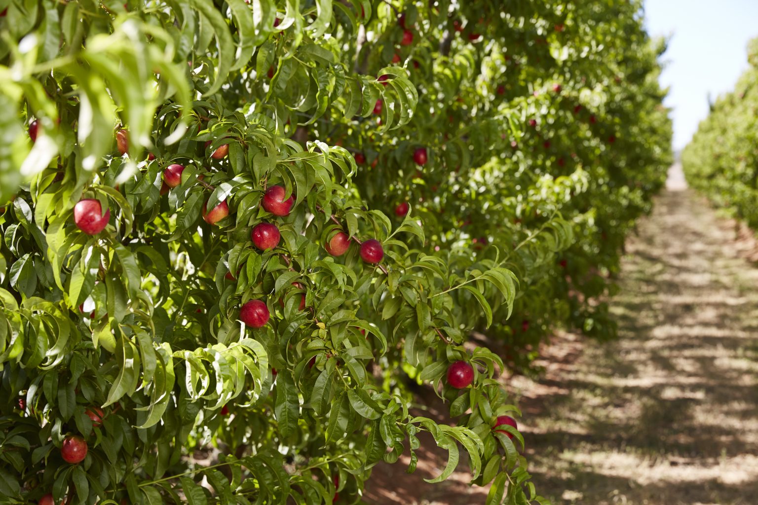 Nectara™ - Montague Farms