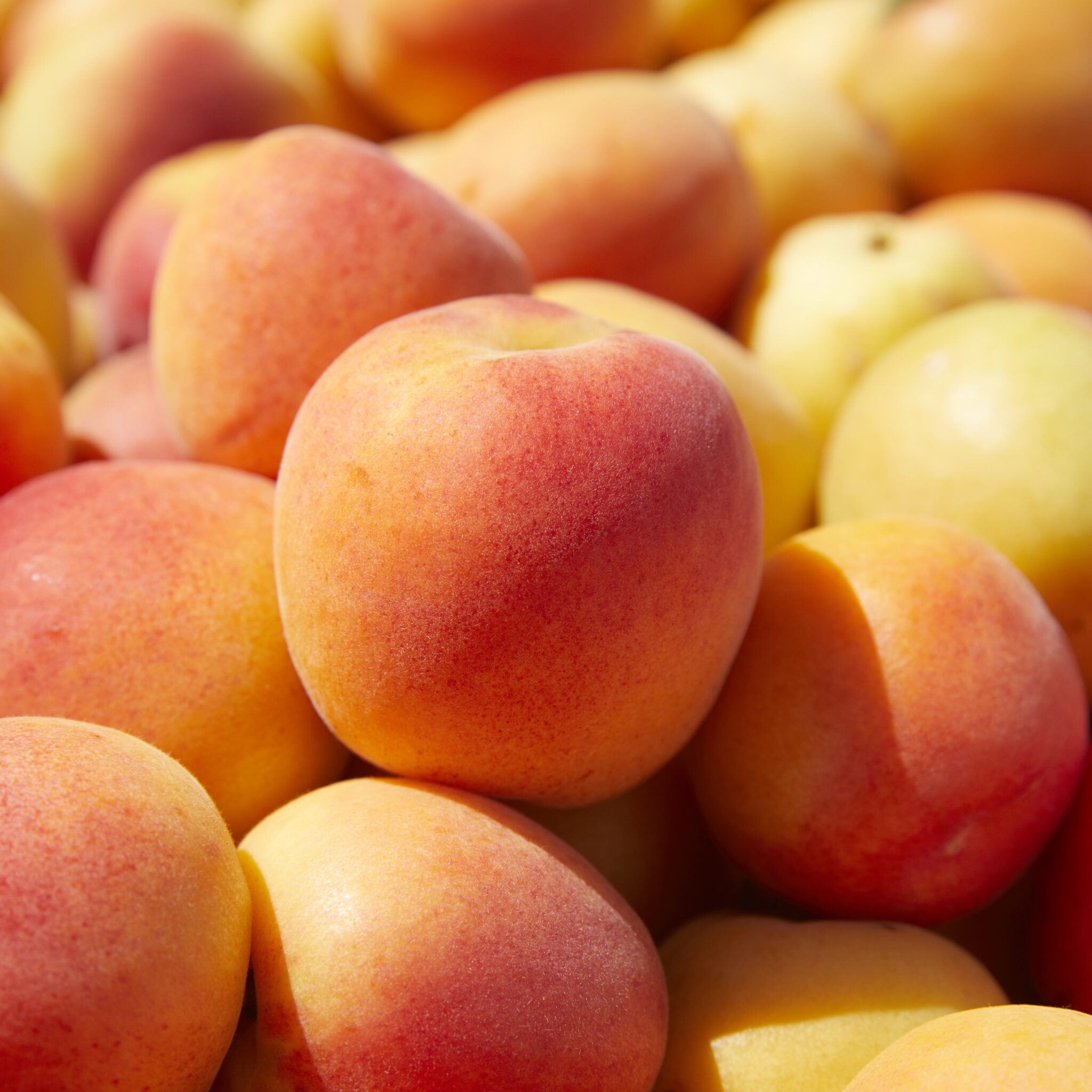 Stonefruit - Montague Farms